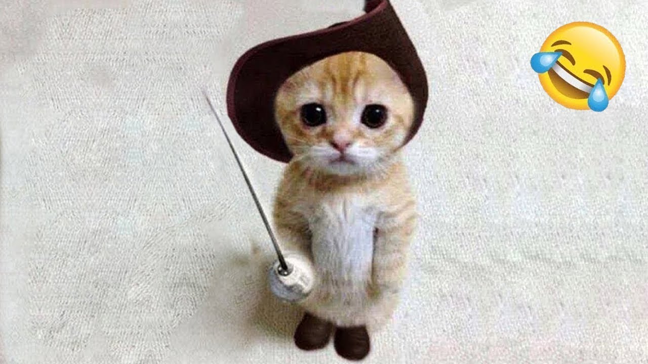Videos De Risa De Animales 2023 - Perros y Gatos Chistosos - Videos De ...